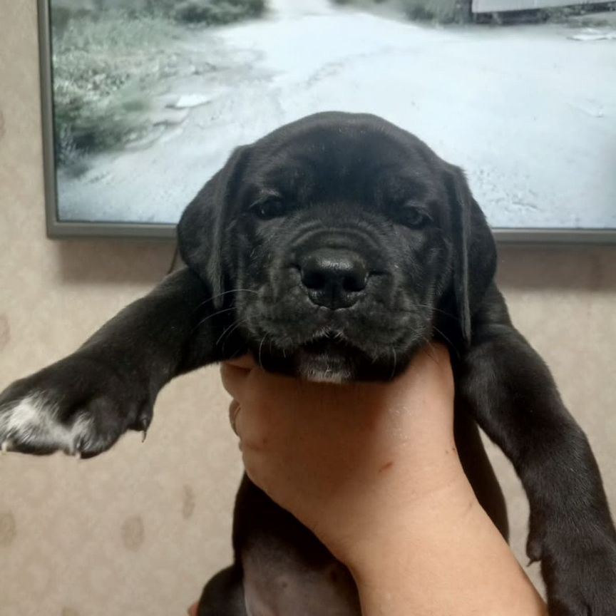 Чудо малышка корсик