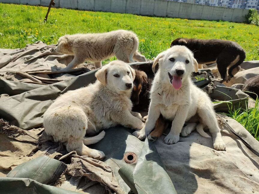 Очень крупные щенки
