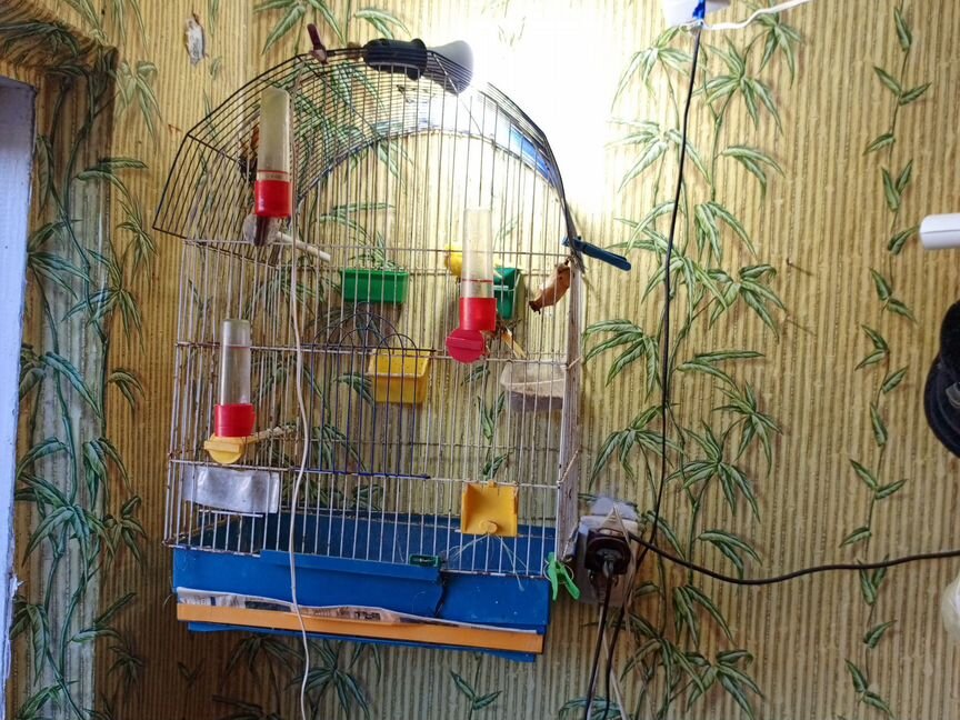 Сформированная пара канареек