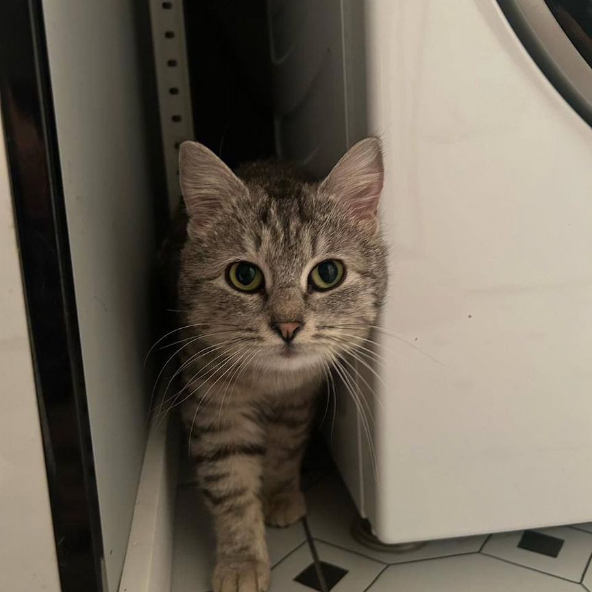 Ручная кошечка