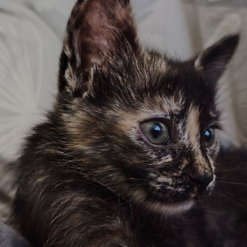 Котята в добрые руки бесплатно девочка