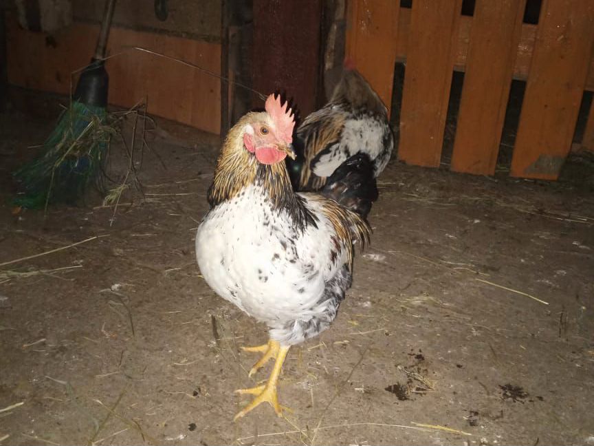 Молодые петухи