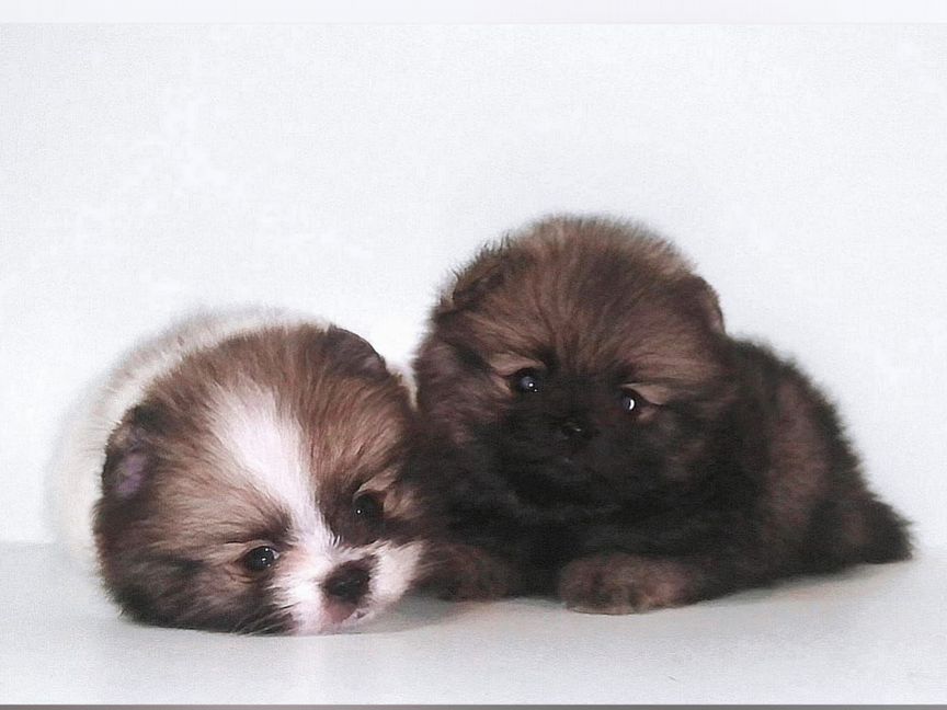 Шенки померанского шпица