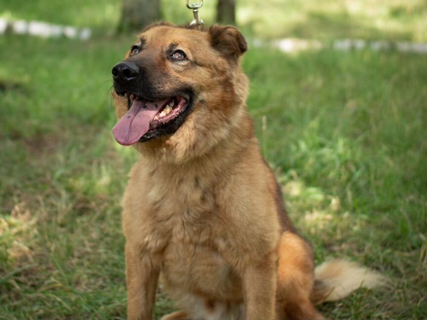 Сказочный песик Кай из приюта