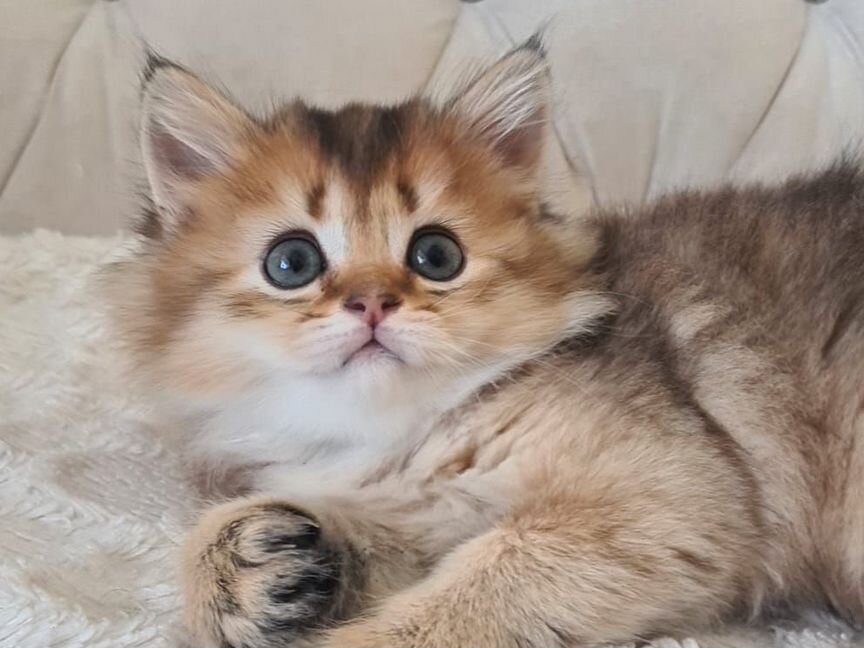 Кошка