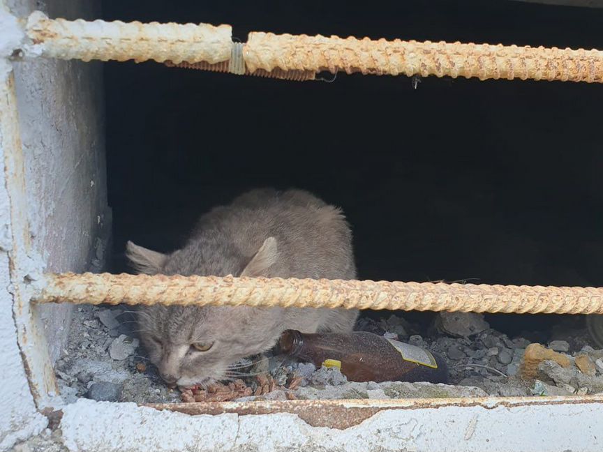 Котейка на улице