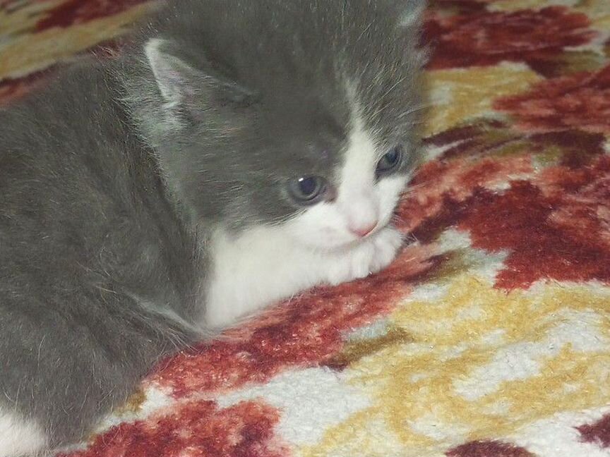 Котята в добрые руки мальчики