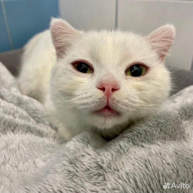 Милашка-котик в самые добрые ручки