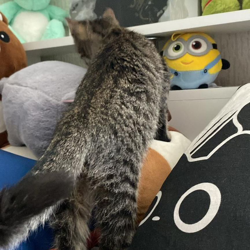 Найден котенок