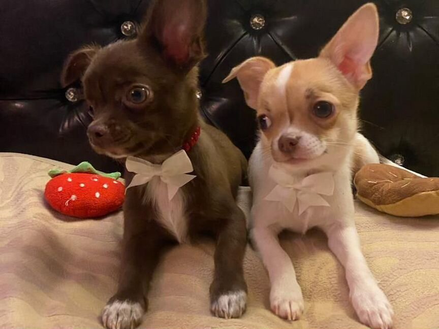 Щенки чихуахуа