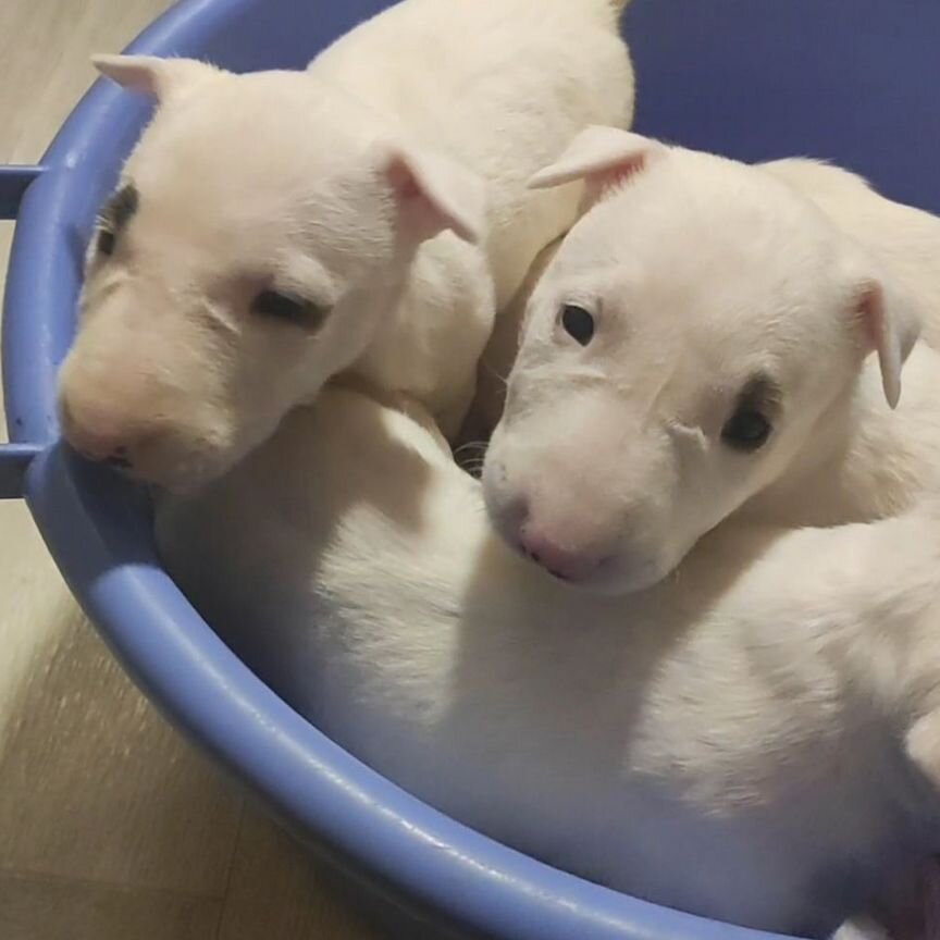 Мини-бультерьер, щенок