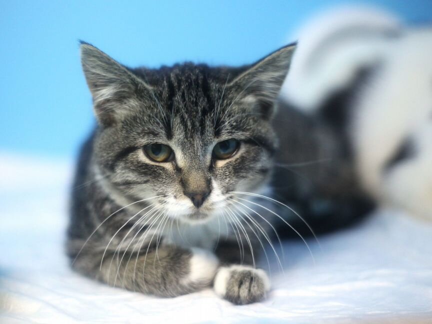 Гарри из приюта