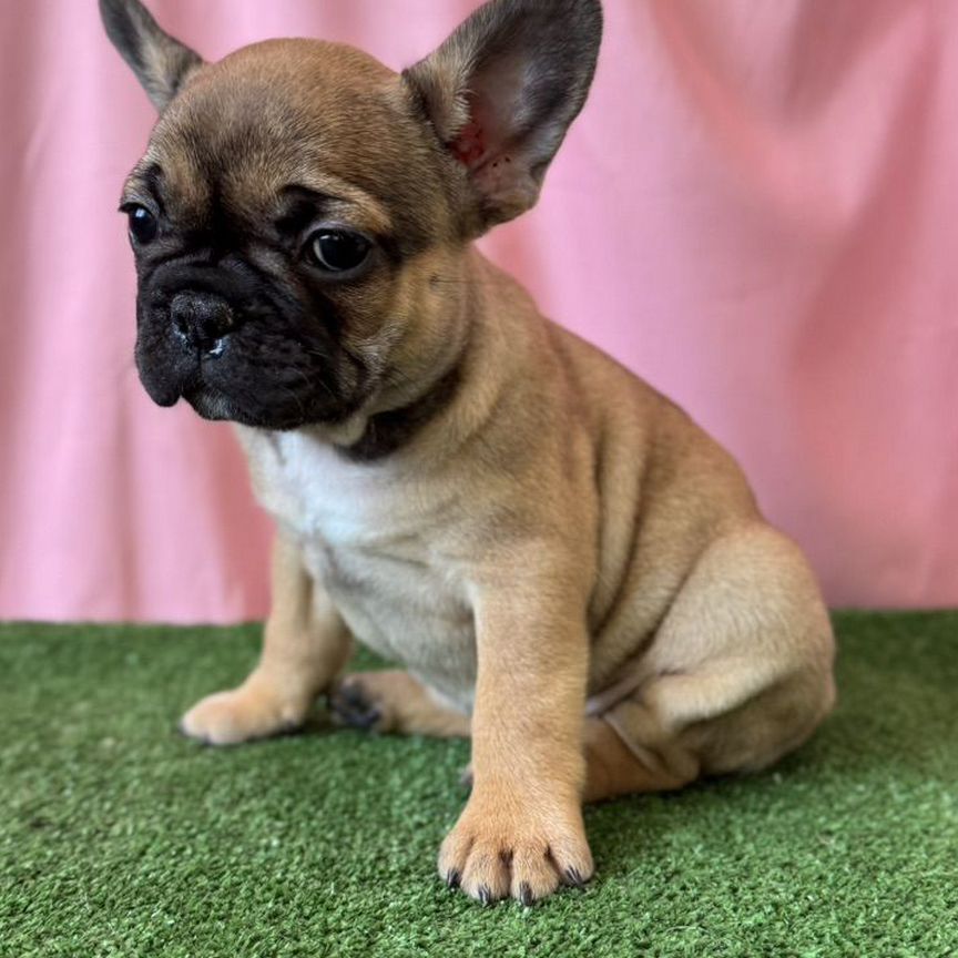 Французский бульдог