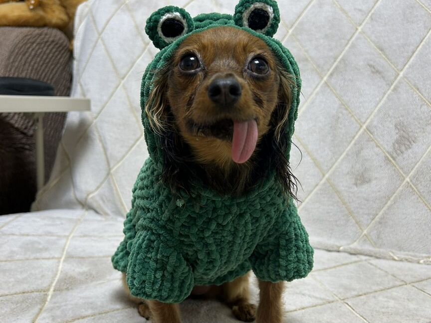 Одежда для собак