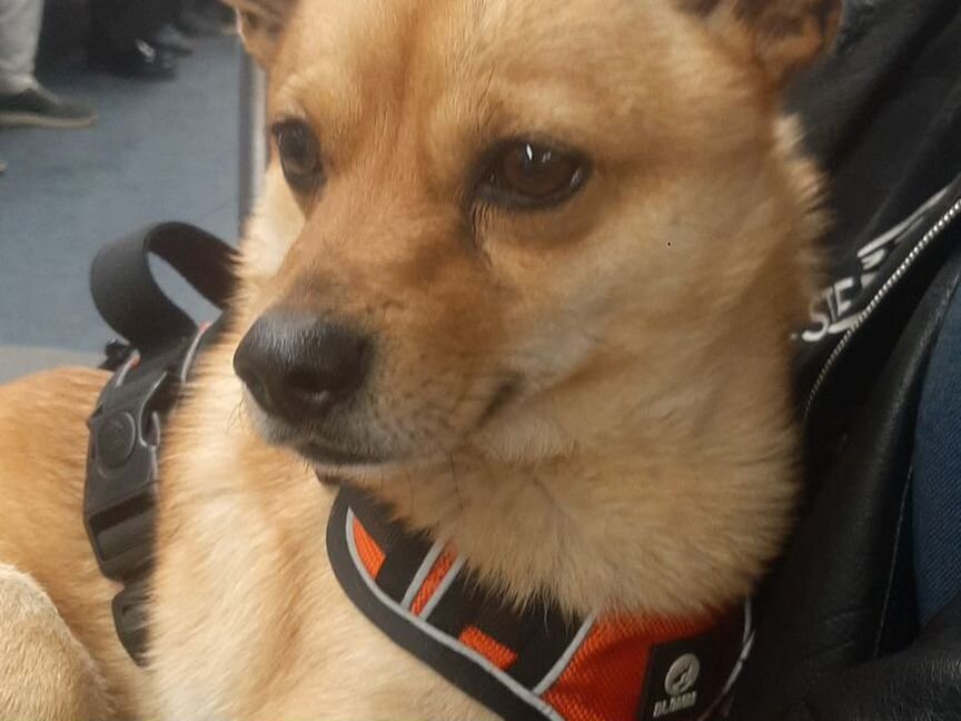 Маленькая собака в добрые руки Помогите