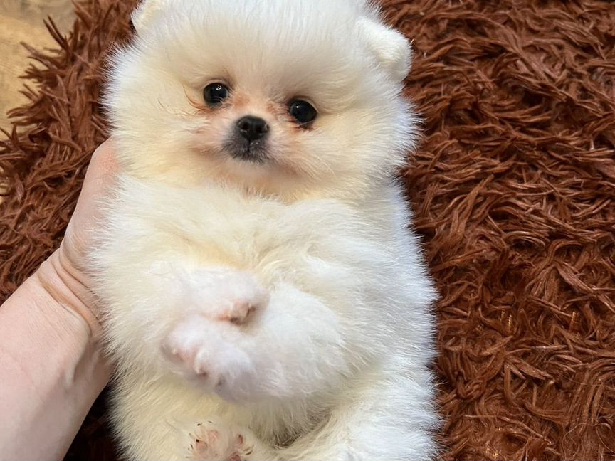 Шпиц мини девочка