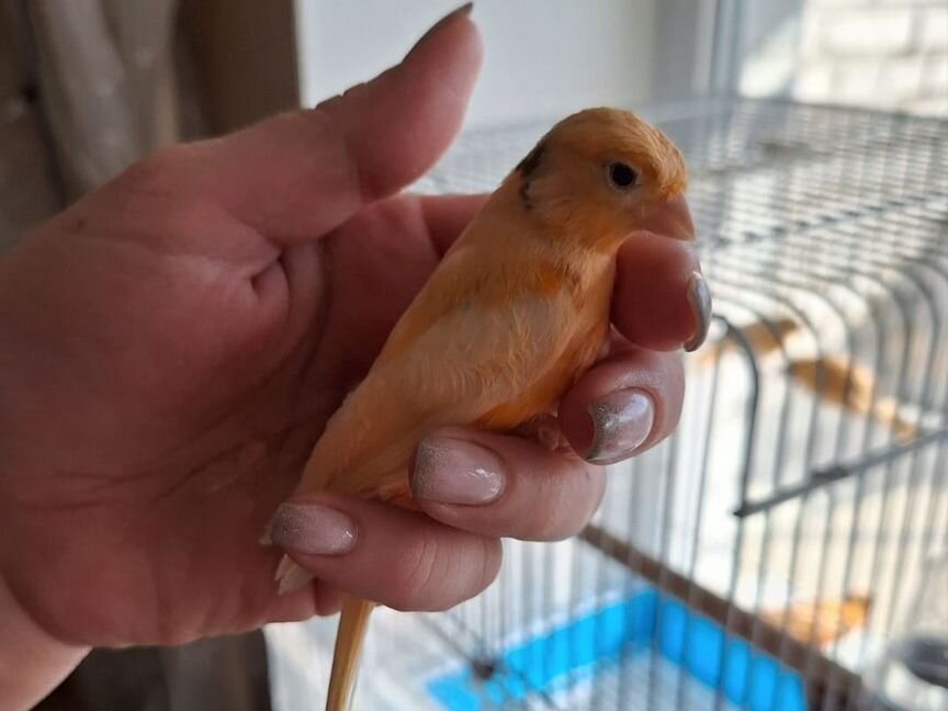 Кенар