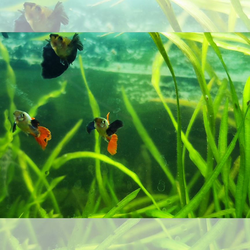 Валлиснерия банка 13-15 растений разного размера