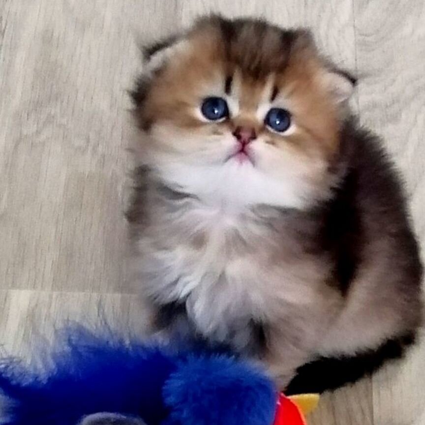 Шотландские вислоухие кисы