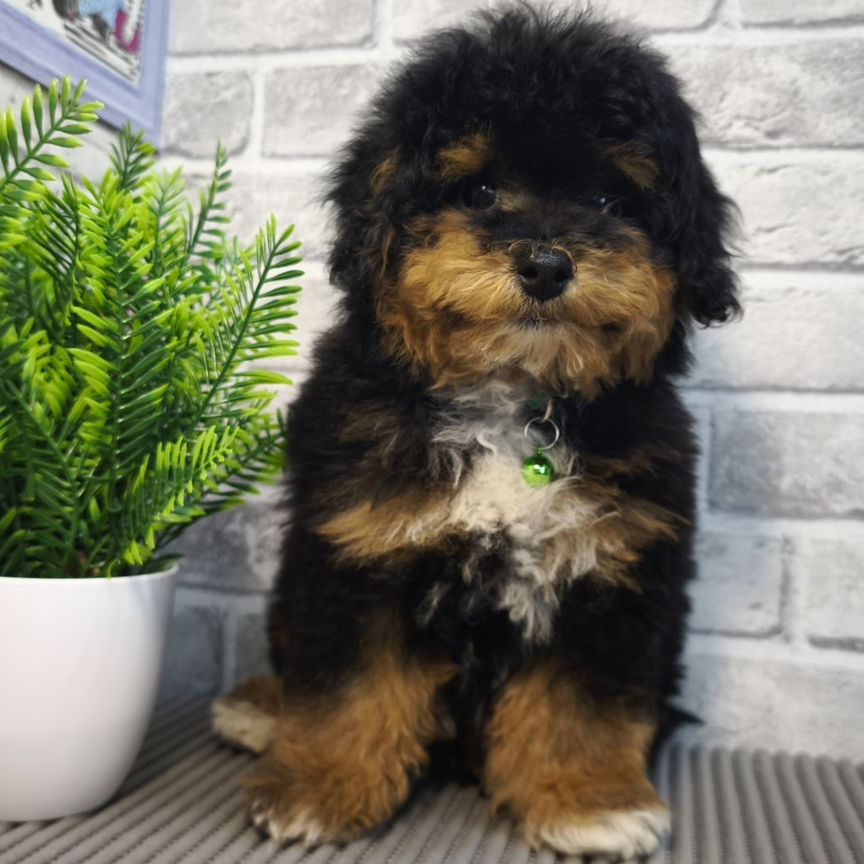 Бишон фризе, щенок