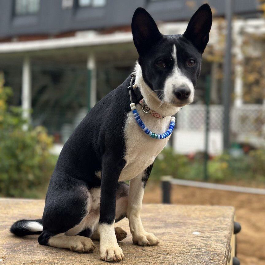 Басенджи, щенок