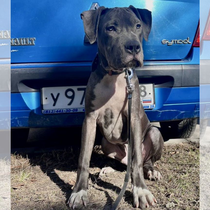 Американский стаффордширский терьер, щенок