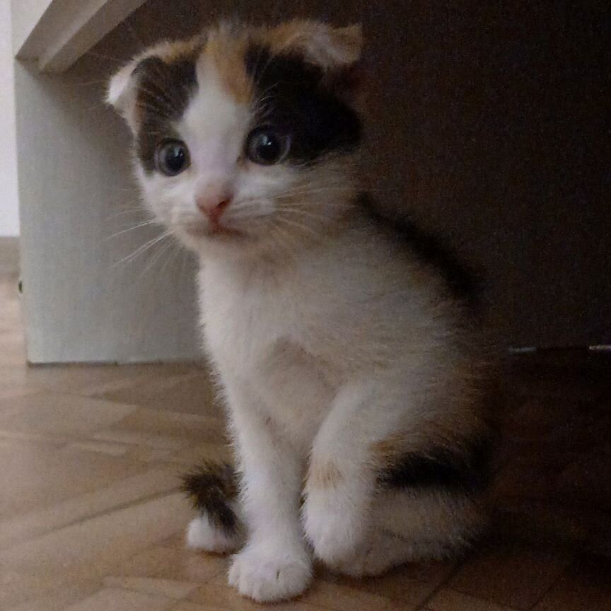 Шотландская вислоухая