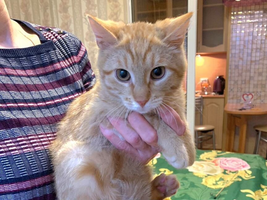 Ласковый котенок