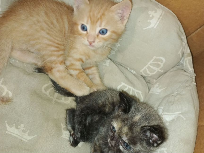 Котята