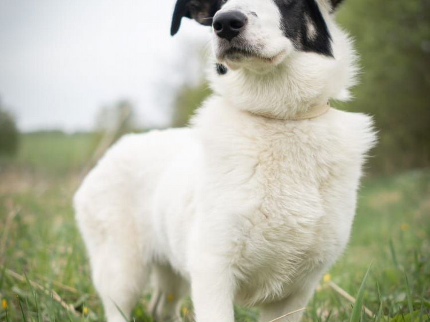 Собака в добрые руки. Коротколапик