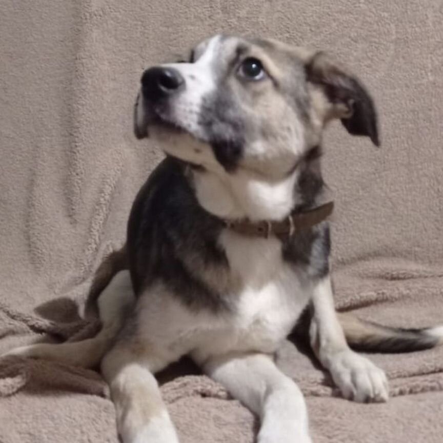 Малышка ищет дом