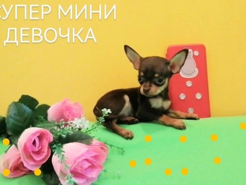 Мини и мелкий стандарт щенки из питомника