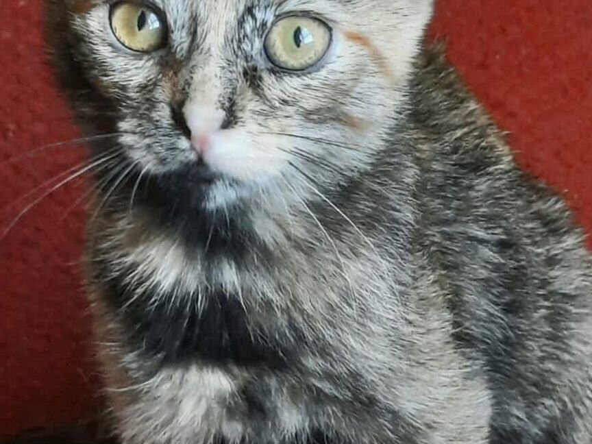 Стерилизованная кошечка в дар