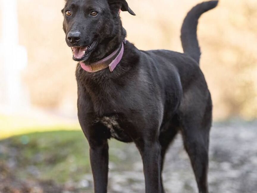 Собака в добрые руки