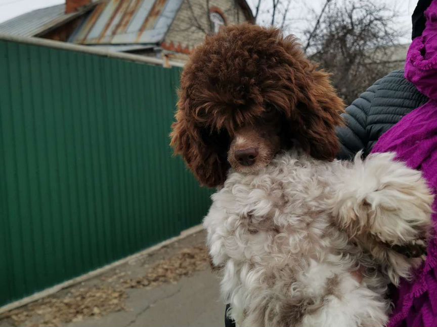 Той-пудель мини