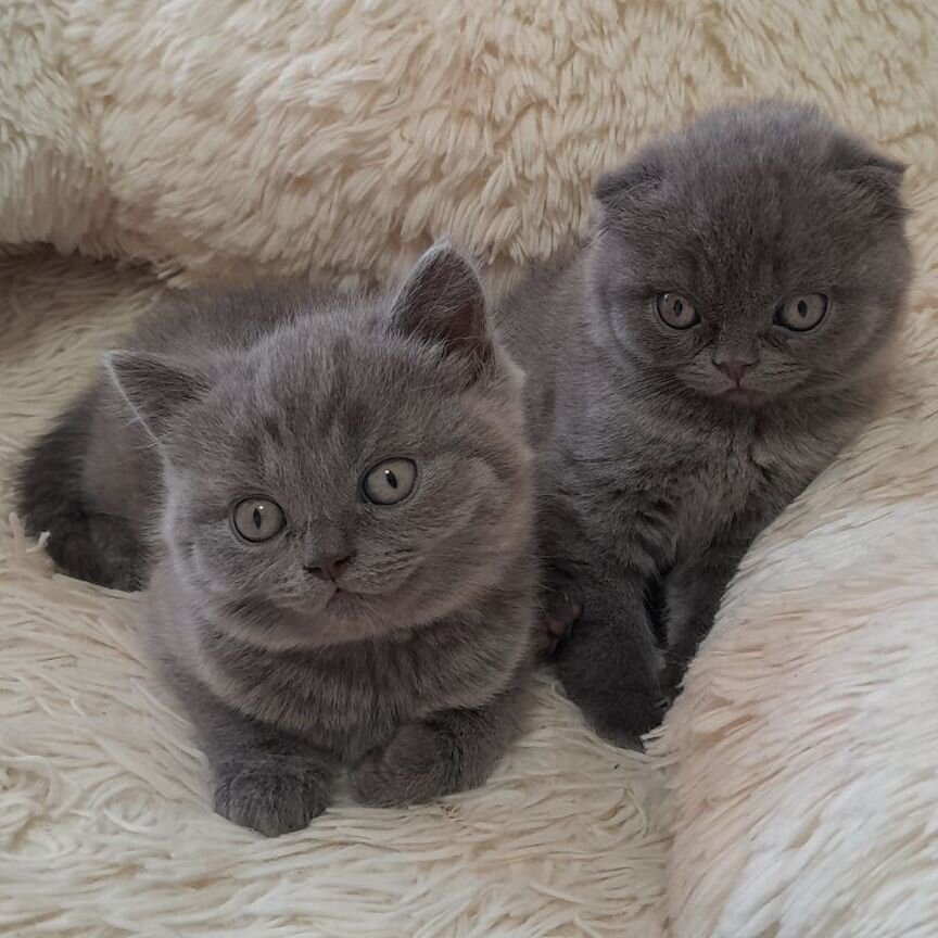 Шотландский вислоухий короткошёрстный котёнок