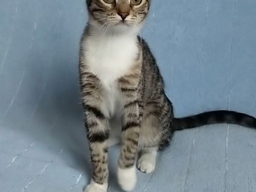 Мурочка. (4мес). котенок девочка в дом