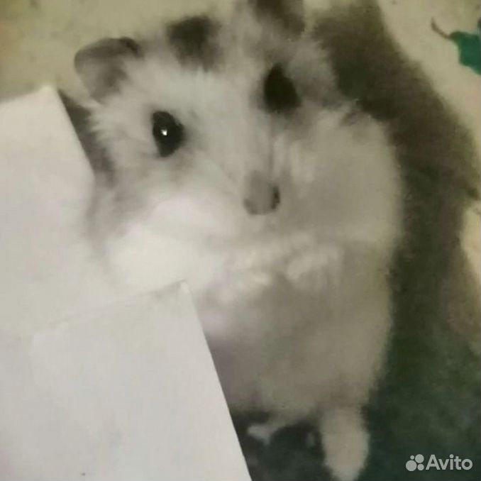 Джунгарский хомяк с клеткой девочка