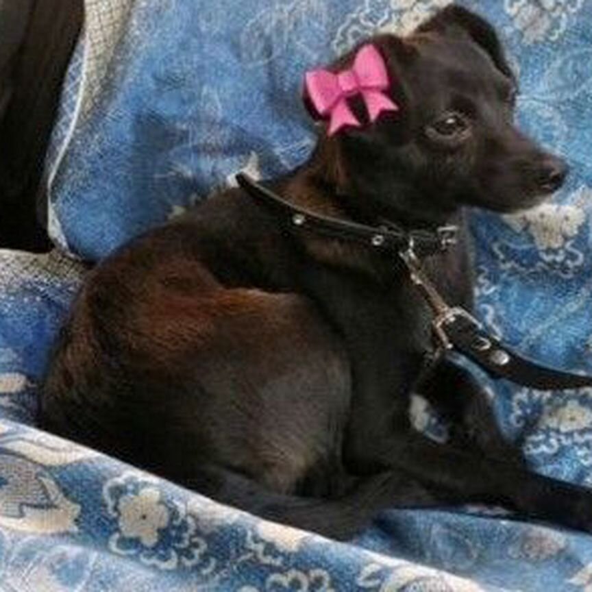 Малышка помесь той терьера в поисках счастья