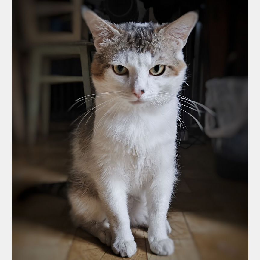 Кот в самые добрые руки