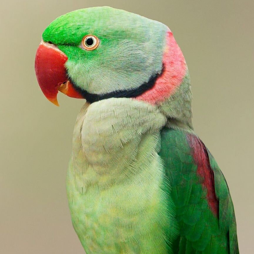 Александрийский попугай птенцы