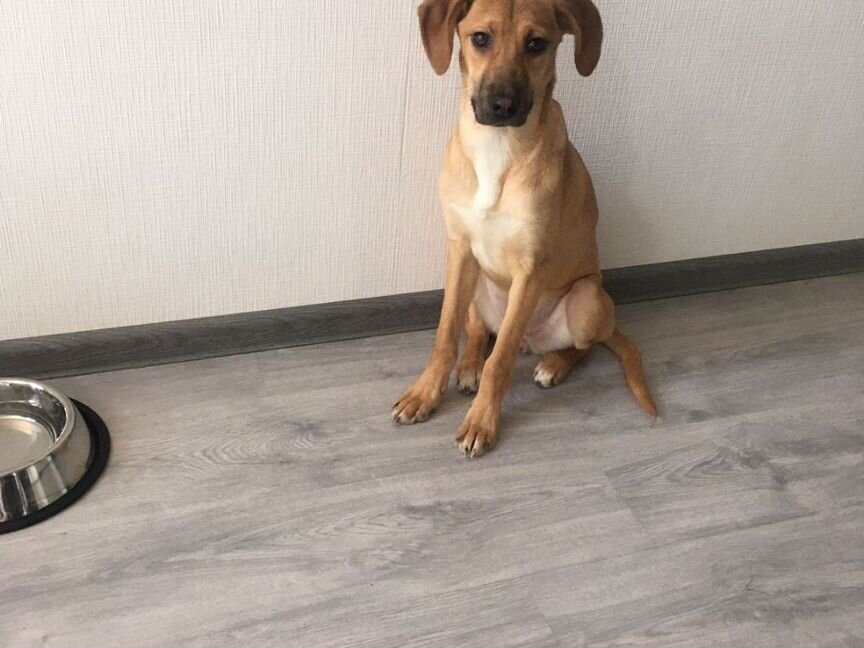 Щенок риджбека в добрые руки