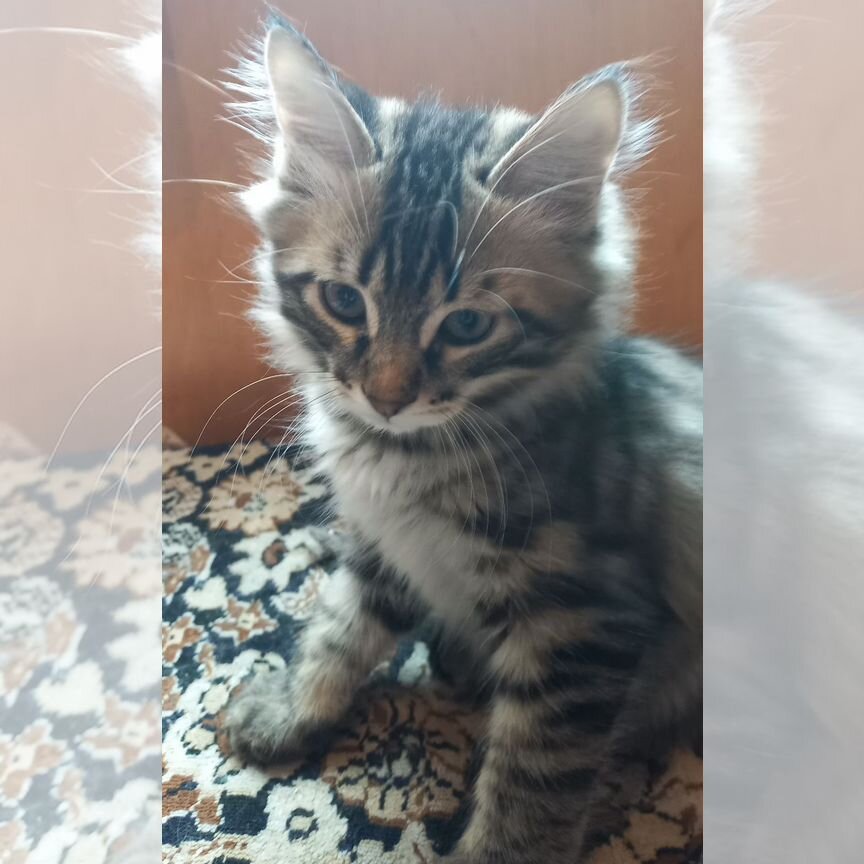 Котёнок курильский бобтэил