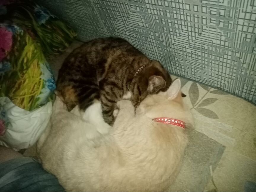 Кошки в добрые руки