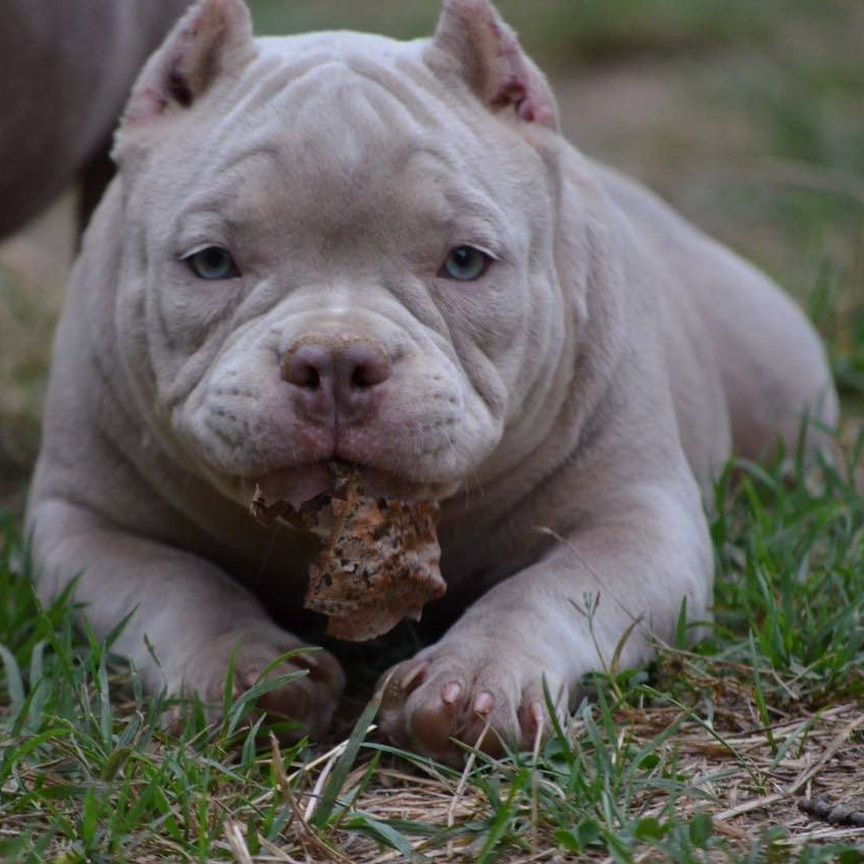 Американский булли, щенок