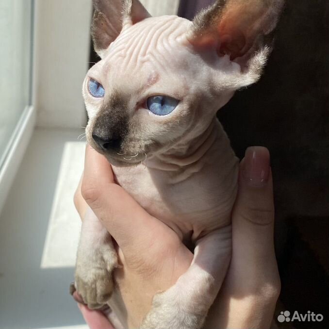 Кошечка сфинкс с сиамским окрасом