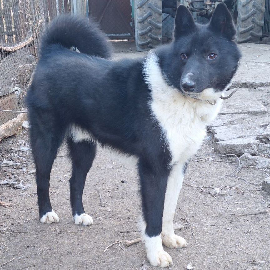 Русская европейская лайка