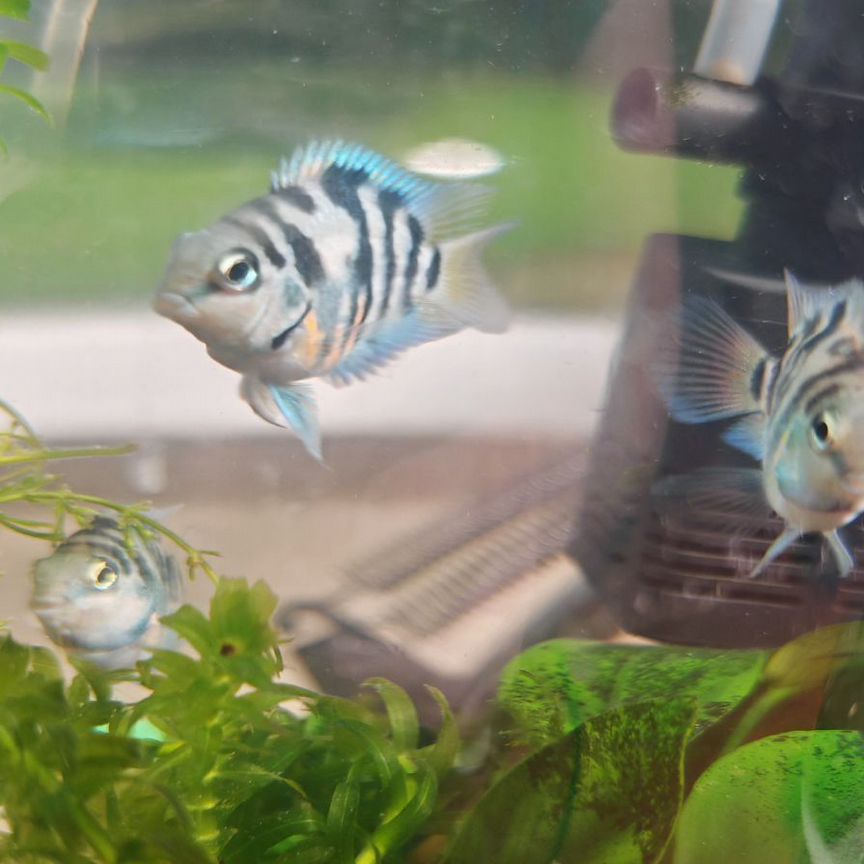 Аквариумные рыбки попугай панда