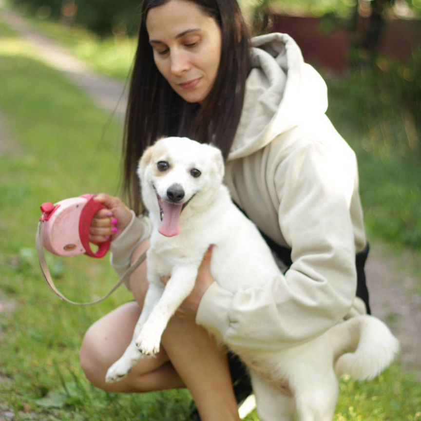 Маленькая молодая собачка