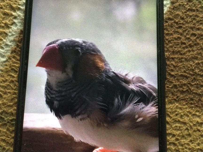 Амадин зебровый мальчик